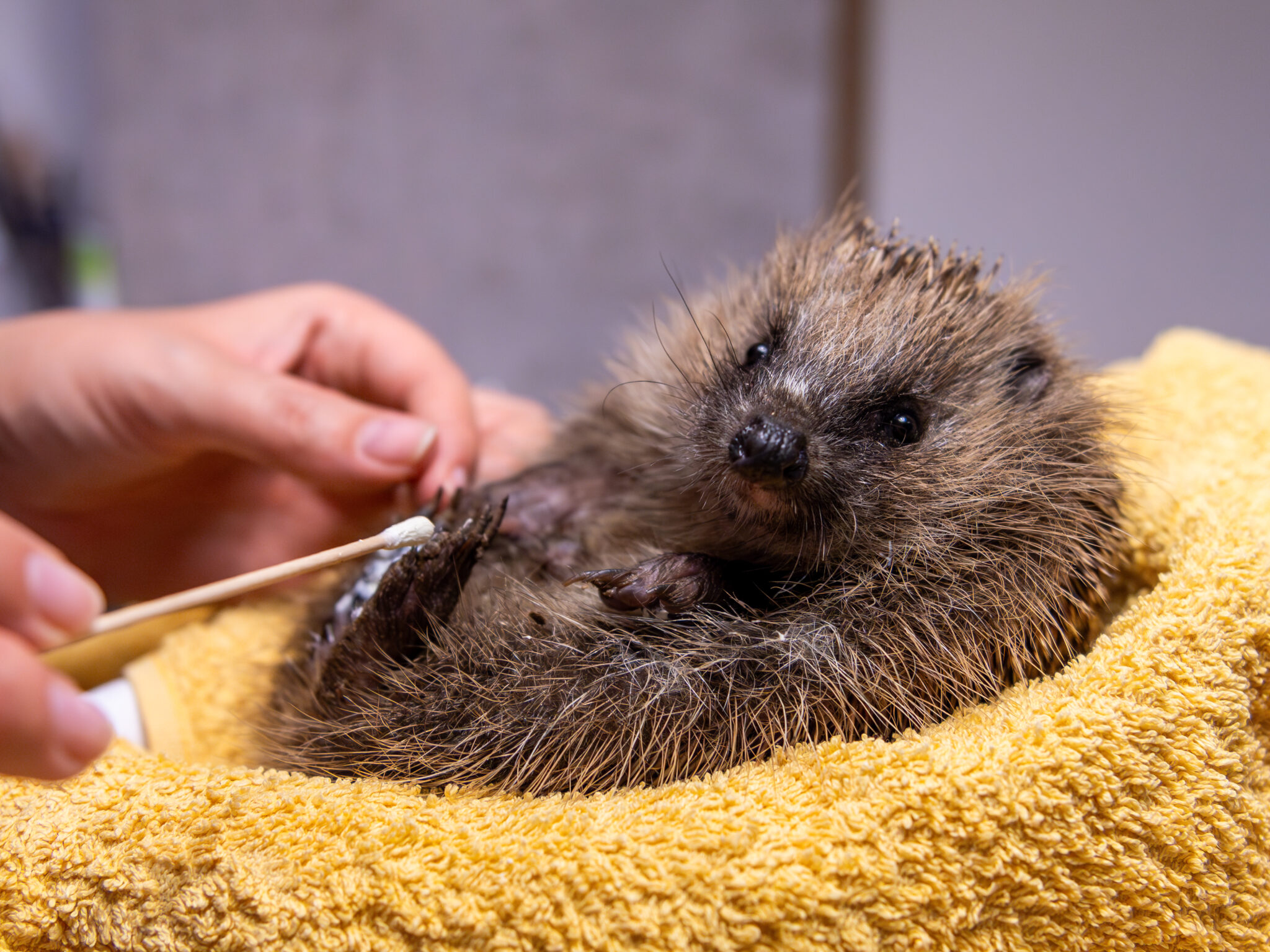 Herzensigel – Verein für Igelhilfe