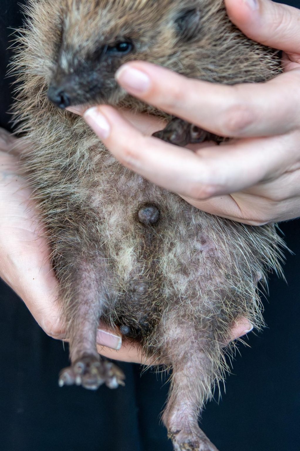 Männchen oder Weibchen? – Herzensigel